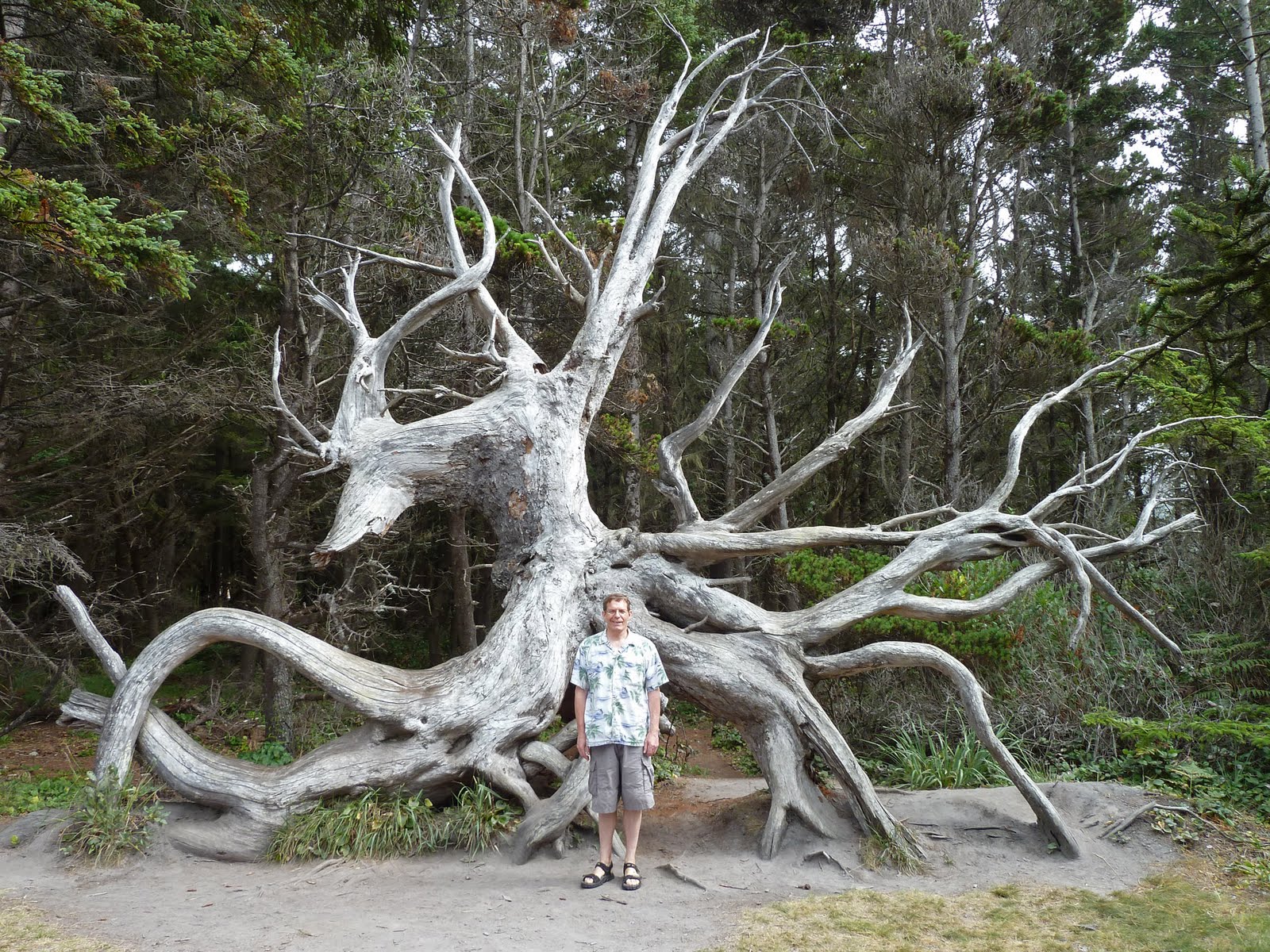 Is it root or route? The Dile